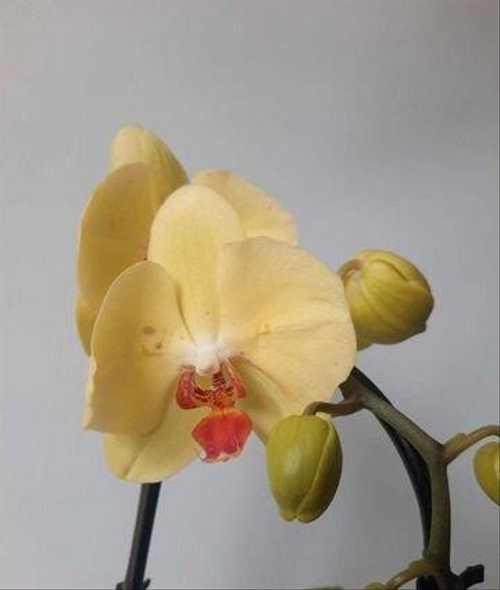 Орхидея желтая на каскаде