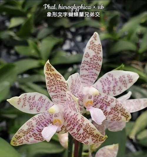 Фласки с орхидеями