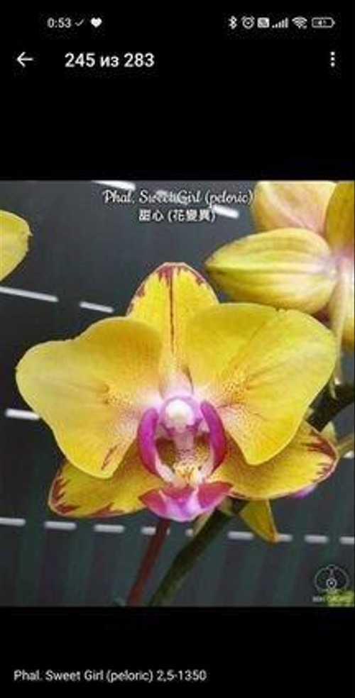 Орхидея фаленопсис мандала, сапфир и др