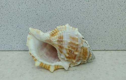 Бурса Спиноза 6,6 морская ракушка раковина