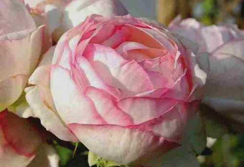 Роза чайно-гибридная Оноре де Бальзак 1 шт