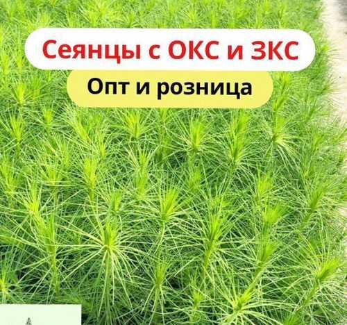 Сосна Обыкновенная/Pinus sylvestris