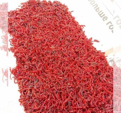 Мотыль Живой Вид bloodworm Крупный