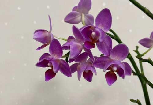 Орхидея пинк фламинго пелор