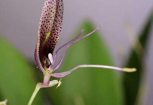 Рестрепия додсони, мини орхидея на брони