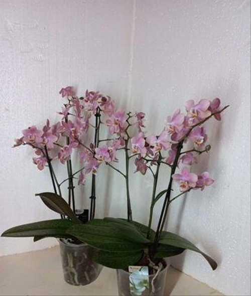 Орхидея Одорион парфюм