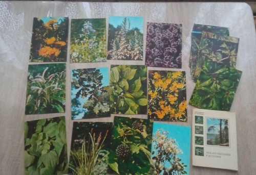 Комплект открыток "Лекарственные растения" 1978г