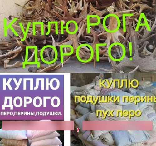 Рога Лось, Олень Утили
