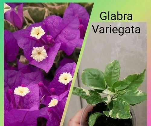 Бугенвиллия Glabra Variegata(укоренённые черенки)