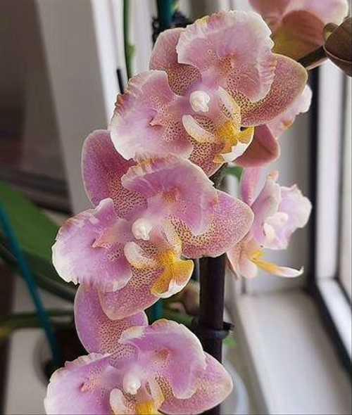 Орхидея фаленопсис парфюмерная фабрика, Phal. Mitu