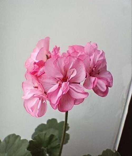 Пеларгония герань махровая розовая