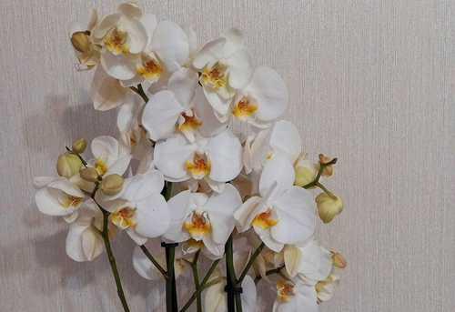 Орхидея фаленопсис Лондон