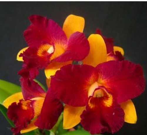 Орхидея каттлея (Cattleya) - tzeng WEN beauty
