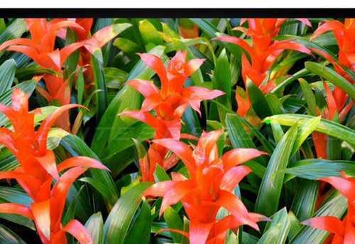 Экран на раме Elite Screens ezFrame R120WH1 149*26