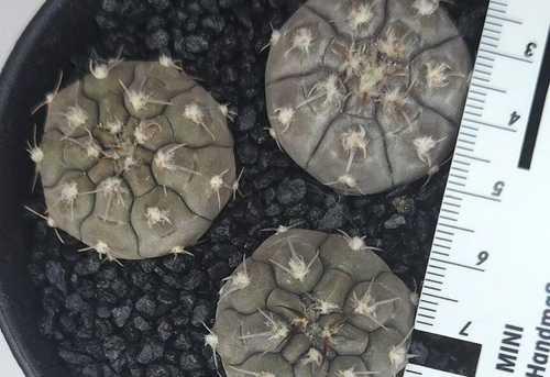 Gymnocalycium prochazkianum