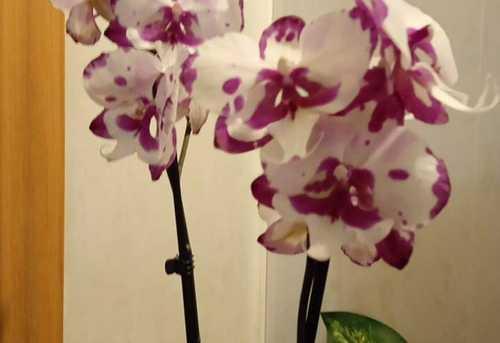 Орхидея фаленопсис биг лип Молния