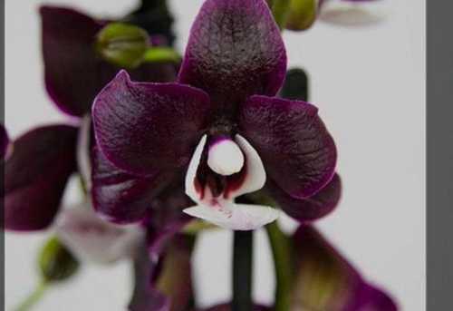 Орхидея фаленопсис Kaoda Twinkle
