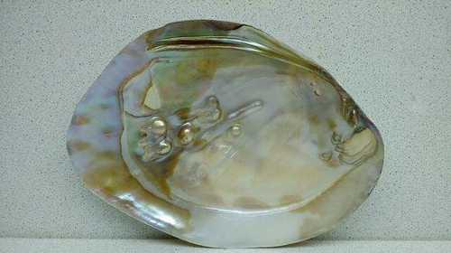 Жемчужница Куминга 17,2 морская ракушка раковина