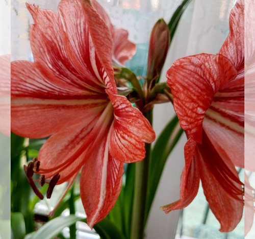 Гиппеаструм луковицы