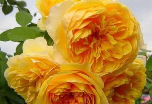 Английские розы сорт грэхэм томас саженцы