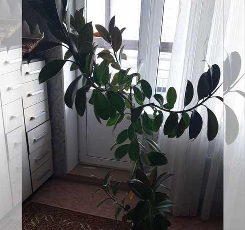 Фикус
