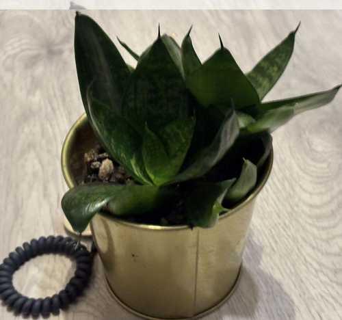 Цветок Сансиеверия