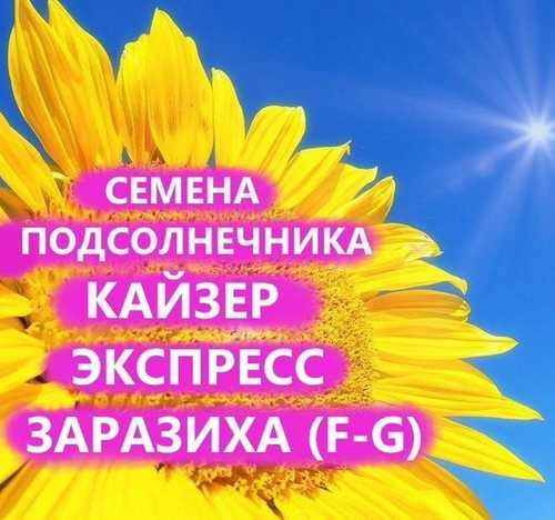 Семена подсолнечника Кайзер Гибрид, Калуга