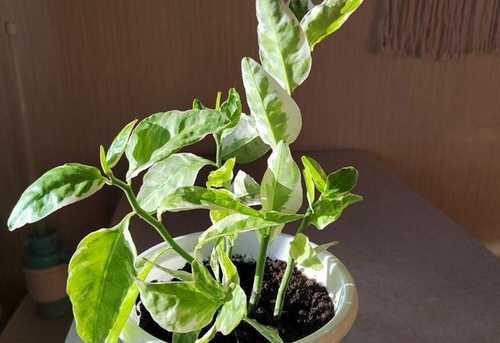 Педилантус комнатное растение
