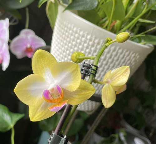 Орхидея фаленопсис Sweet Girl