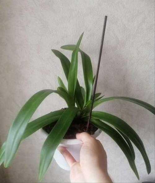 Орхидея Пафиопедилум или венерин башмачок