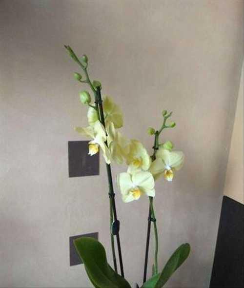 Орхидея фаленопсис Summer Light