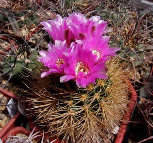 Кактусы Gymnocalycium neuhuberi hybrid