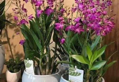 Орхидея дендробиум Берри Ода