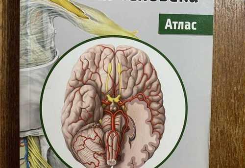 Атлас анатомии человека Сапин нервная система
