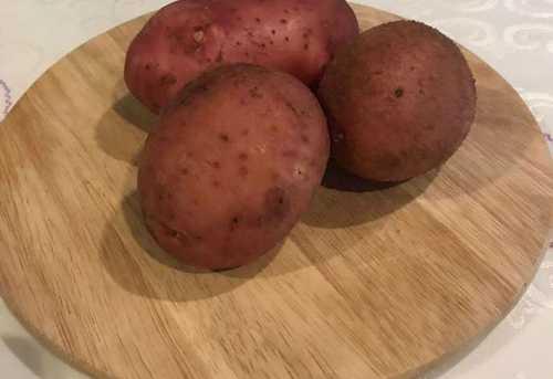 Семенной картофель Ред carlo
