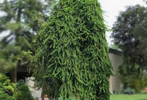Ель обыкновенная (Picea abies Inversa) на штамбе