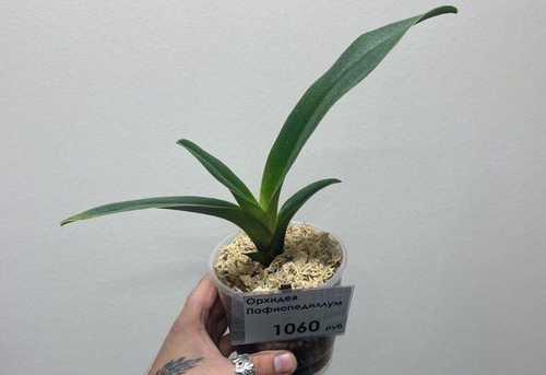 Орхидея пафиопедиллум