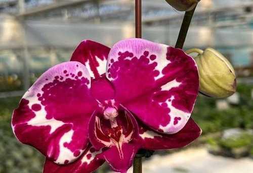 Орхидея Phal.Younghome New York