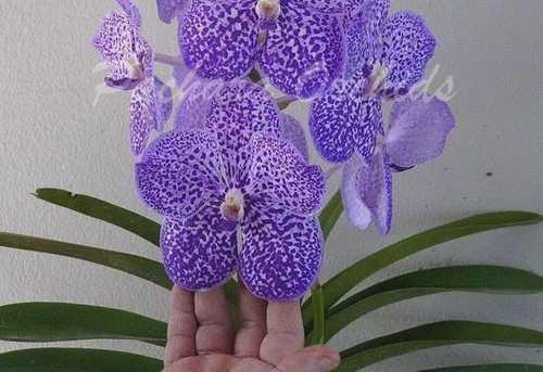 Орхидея Ванда Yano Blue, 'Ploenpit'