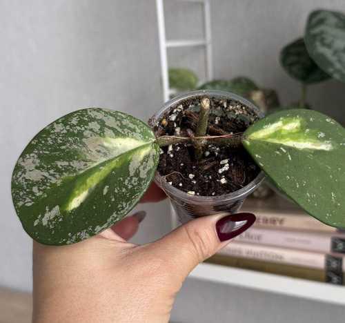 Хойя obovata variagata splash