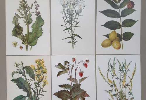 Ботанические винтажные иллюстрации растения, цветы