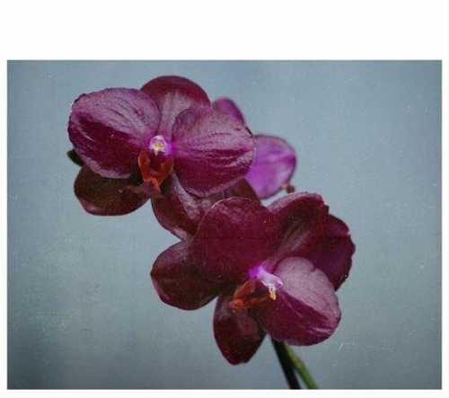Ароматная орхидея фаленопсис Sogo Relex
