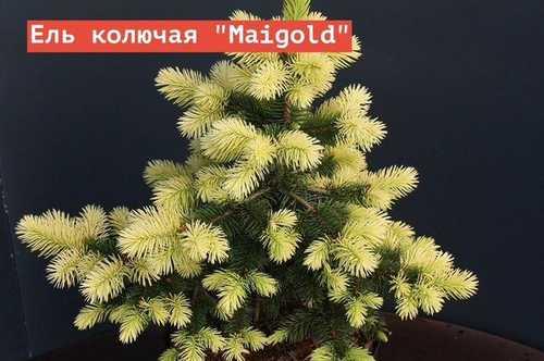 Ель колючая Maigold /C5 40-50 см