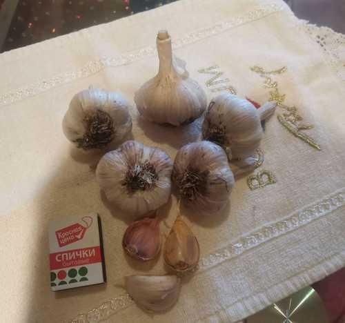 Семена, луковицы, клубни