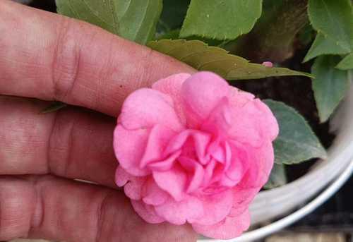 Бальзамин (Ванька мокрый) махровый розовый
