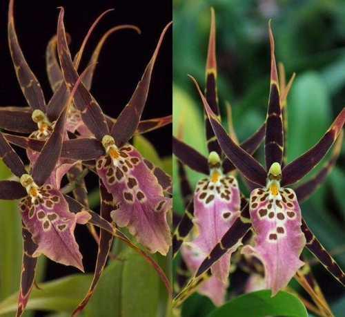 Орхидея брассия (Brassia)