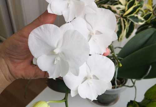 Орхидея Фаленопсис Dream