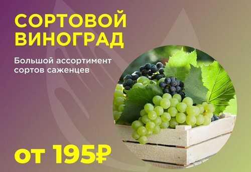 Виноград зимостойкий Уральские сорта