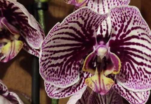 Орхидея фаленопсис Ph.BlackStripes