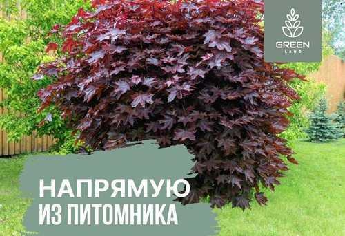 Клен остролистный Роял Ред саженцы